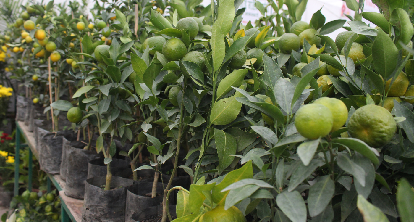 भृकुटीमण्डपमा फूलहरुको मेला (फोटोफिचर) - ktmvoice